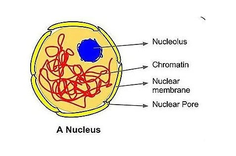 Nucleus – Structure and Functions (A-Level Biology) – Yum Yum Mama