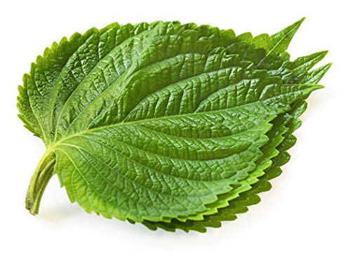 Korean Perilla, Korean Vegetable Seeds, Perilla Frutescens Britt, 1,40 ...